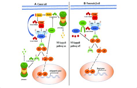 The Role Of Otub2 In The Nf Kappab Pathway A In Cancer Tissue