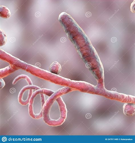 Fungi Trichophyton Illustration 79249000