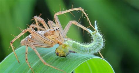 Assessing Food Web Dynamics Universität Innsbruck