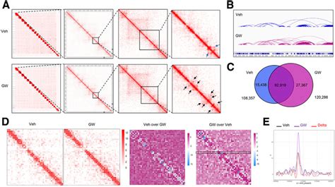 Genome Wide Chromatin Interactions Increase During Ligand Dependent