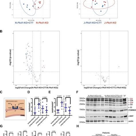 Expression Of Polycystin 1 C Terminal Tail Ctt Suppresses Cystic