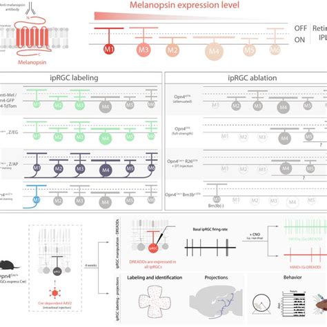 Iprgc Diversity A Schematic Representation Of M1 M6 Iprgc Download Scientific Diagram