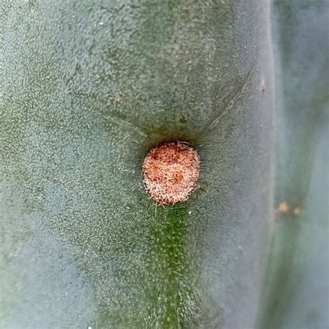 Trichocereus Bridgesii Cv Hatuey Bolivian Torch Live Plant Fc