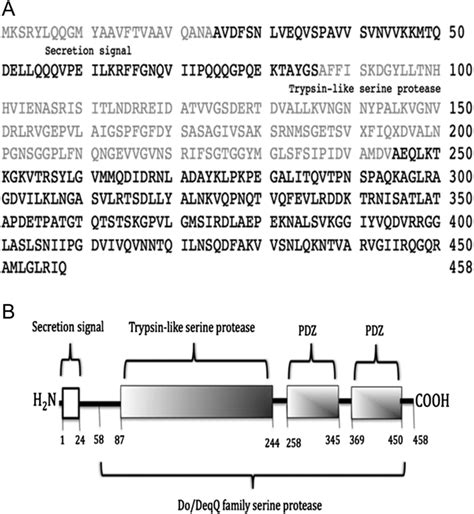 Amino Acid Sequence Of Pkf A And Schematic Representation Of