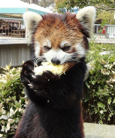 福岡市動物園園内の朝採りタケノコを動物たちに4月20日 日 はタケノコ祭