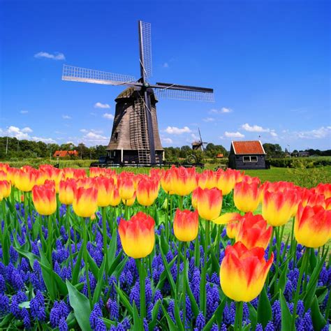 Mulino A Vento Olandese Del Wwith Dei Tulipani Paesi Bassi Immagine