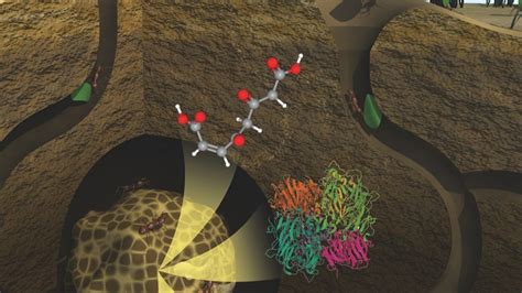 Ants Creating Agri Tech To Farm Fungus