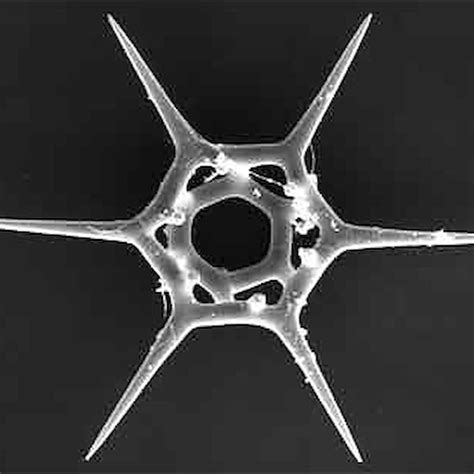 Microscopic Lungs Of The Earth — Australian Antarctic Program News 2005