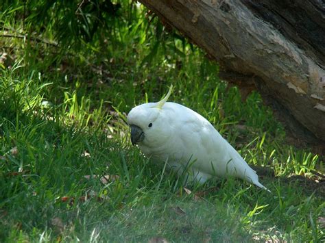 小葵花凤头鹦鹉 Yellow crested Cockatoo 震旦鸟网