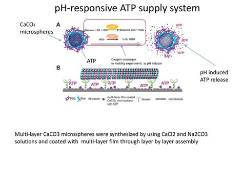 Smart Manipulation Of Motor Protein Movement Ppt Download