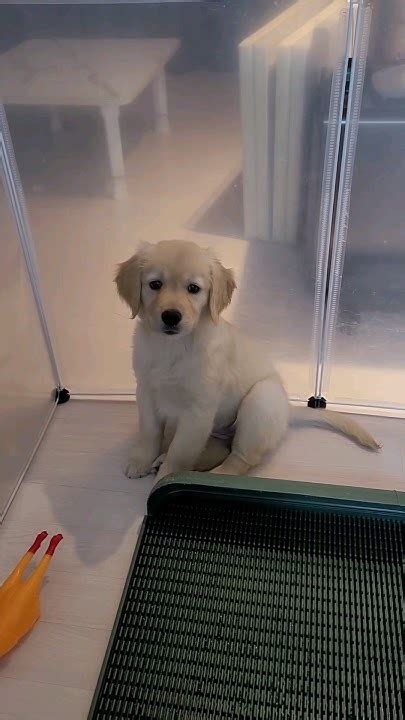 따라 웃는 새끼 리트리버 골든리트리버 Shorts Youtube