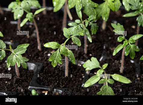 Growing Tomatoes From Seeds Step By Step Step 7 The Sprouts Have