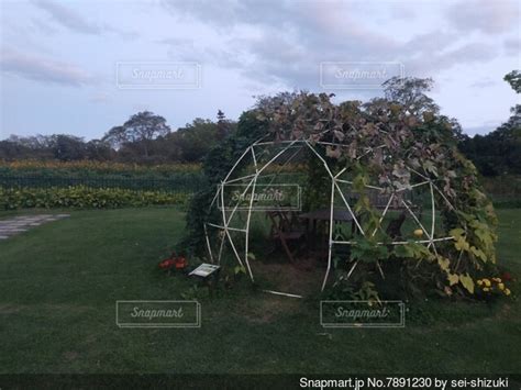 木々を背景にした草原の写真・画像素材 7891230 Snapmart（スナップマート）