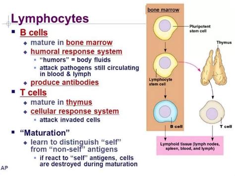 Immune System Disorders Pptx