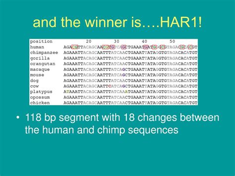 Ppt Understanding The Function Of Conserved Non Coding Regions In The Human Genome Powerpoint