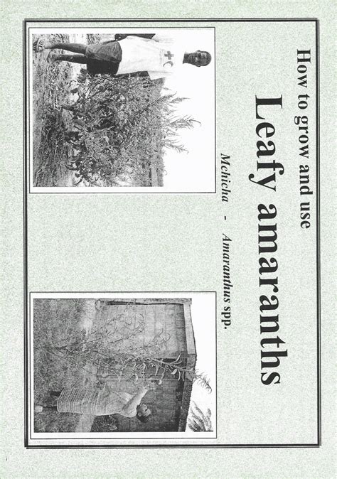 Pdf How To Grow And Use Amaranth Amaranthus Spp