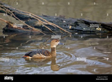 A Lesser Whistling Duck Dendrocygna Javanica Swimming On A Pond Stock