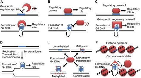 Potential Models For G4 Dna Mediated Gene Regulation Proposed Models