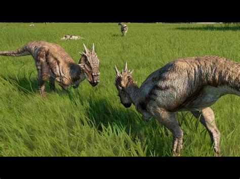 Dracorex Stygimoloch Pachycephalosaurus
