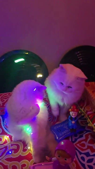 شبر ونص وعامله مشاكل 😂😂🥰catlover Cat Cute Yourcat Shorts Youtube