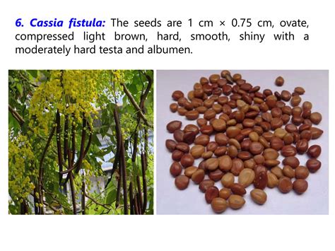 Identification Of Seeds Of Important Tree Sps Pptx4 Pptx