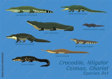 Caiman Vs Alligator Vs Crocodile