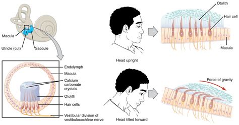 The Ear Biology Of Aging