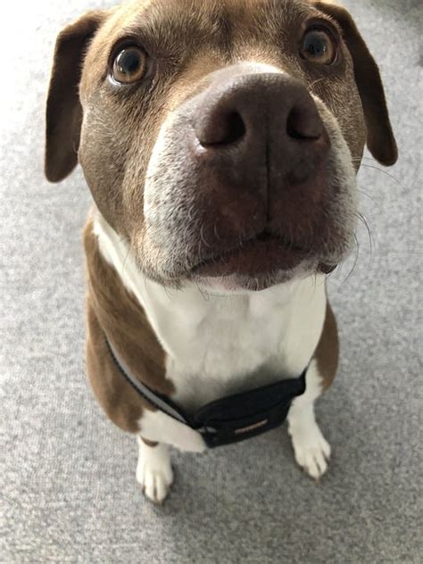 Pitbull Pet Free Photo On Pixabay Pixabay