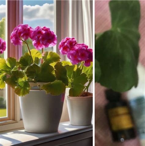 Жива вода за мушкато По добра рецепта за подхранване не съм виждала Ето как се приготвя За