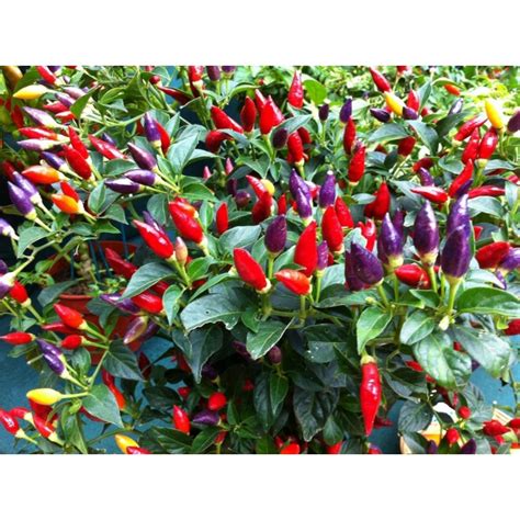 Numex Twilight Chilli Seeds €1 95🌸🌿🌱🌳🌼