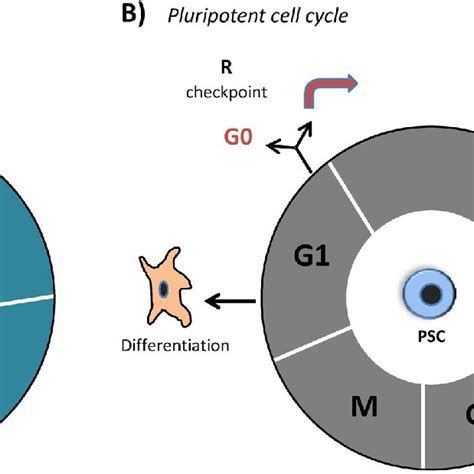 Pdf Formula G1 Cell Cycle In The Drivers Seat Of Stem Cell Fate