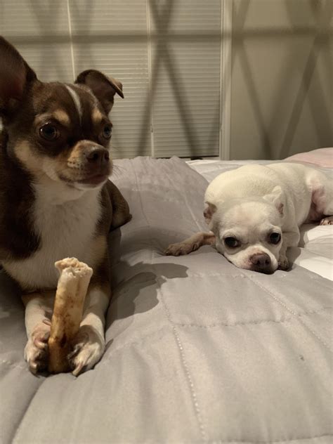 Biggie Took Cannolis Bone And Is Savagely Eating It In Front Of Him