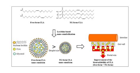 Lecithin Nanoemulsion At Alyssa Massy Greene Blog