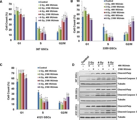Cell Cycle Analysis And Apoptosis Marker Expression In Irradiated Gscs