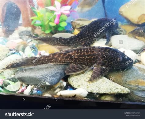 38 Imágenes De Orinoco Sailfin Catfish Imágenes Fotos Y Vectores De