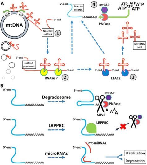 Maturation And Processing Of The Mitochondrial Polycyst Open I