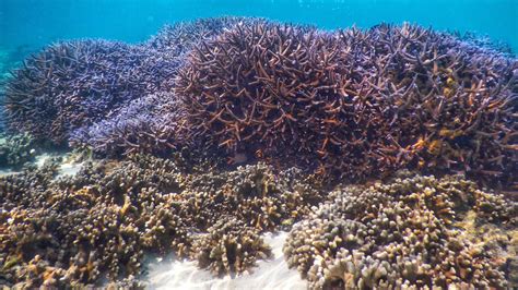 Lakshadweep Amazing Coral Reefs Youtube