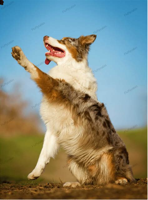 Border Collie Australian Shepherd Mix Breed Thepetstome