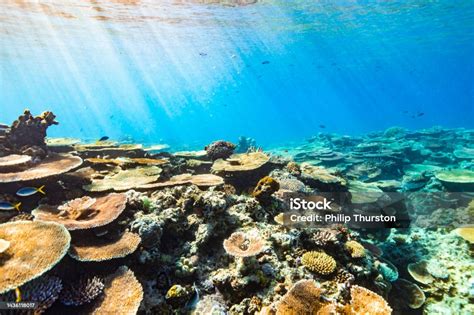 물고기와 자연 태양 광선과 깊은 푸른 바다와 건강한 산호 정원 암초 생태계의 수중 자연 배경 0명에 대한 스톡 사진 및 기타 이미지 Istock