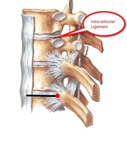Interarticular Ligament