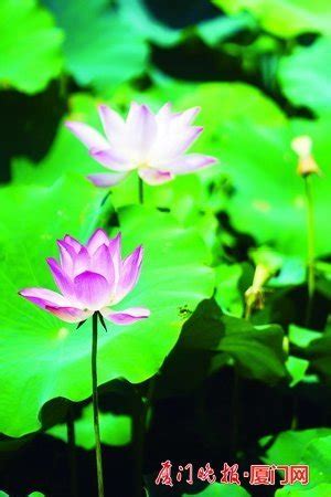 园博苑荷花展开幕将持续一个月约260种荷花与景观小品营造诗意画境 腾讯新闻