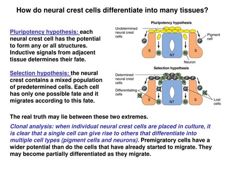 Ppt Gastrulation Is The First Step Of Morphogenesis Powerpoint