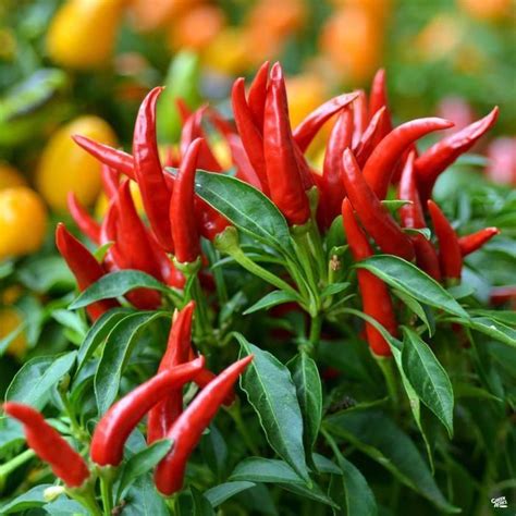 Pepper Plant Super Chili Stuffed Hot Peppers Pepper Seeds Pepper
