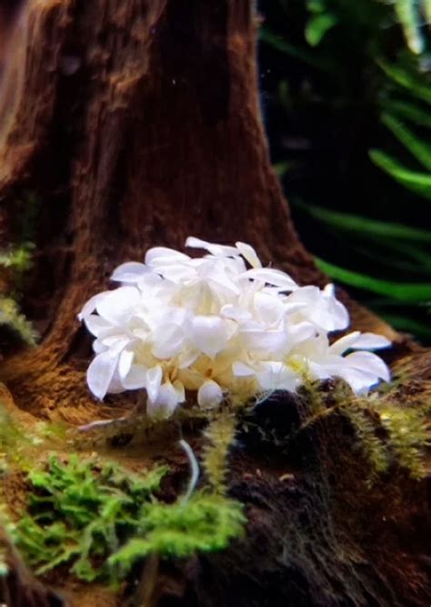 Bucephalandra Sp ‘white