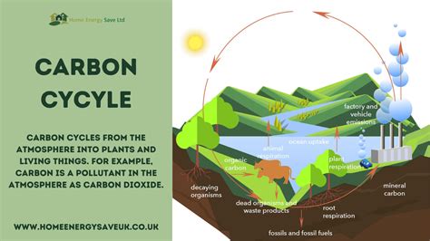 Combustion Carbon Cycle