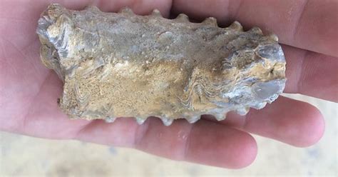 Fossils Album On Imgur