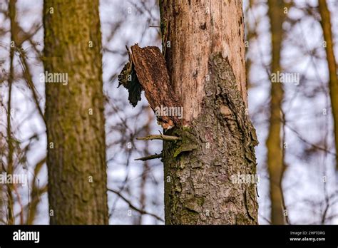 A Piece Of Bark Peels Off A Dead Tree Stock Photo Alamy