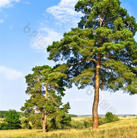 松树图片 包图网企业站