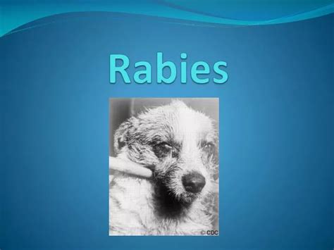Ppt Rabies Powerpoint Presentation Free Download Id