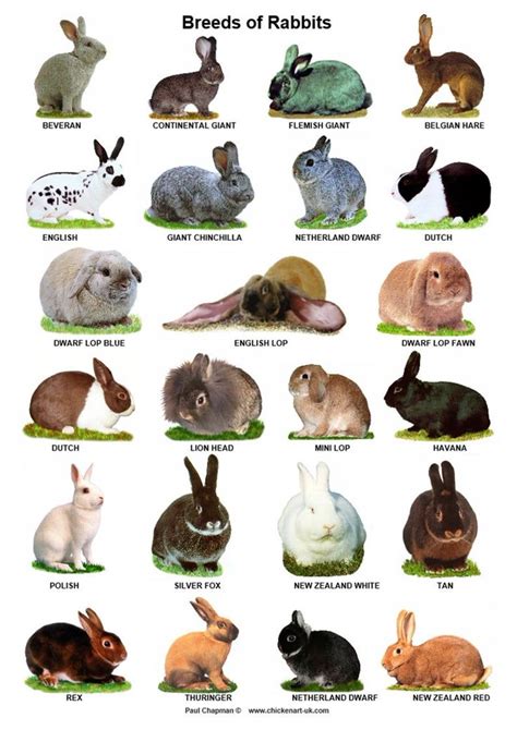 A4 Laminated Posters Breeds Of Rabbits Etsy Canada Pet Bunny